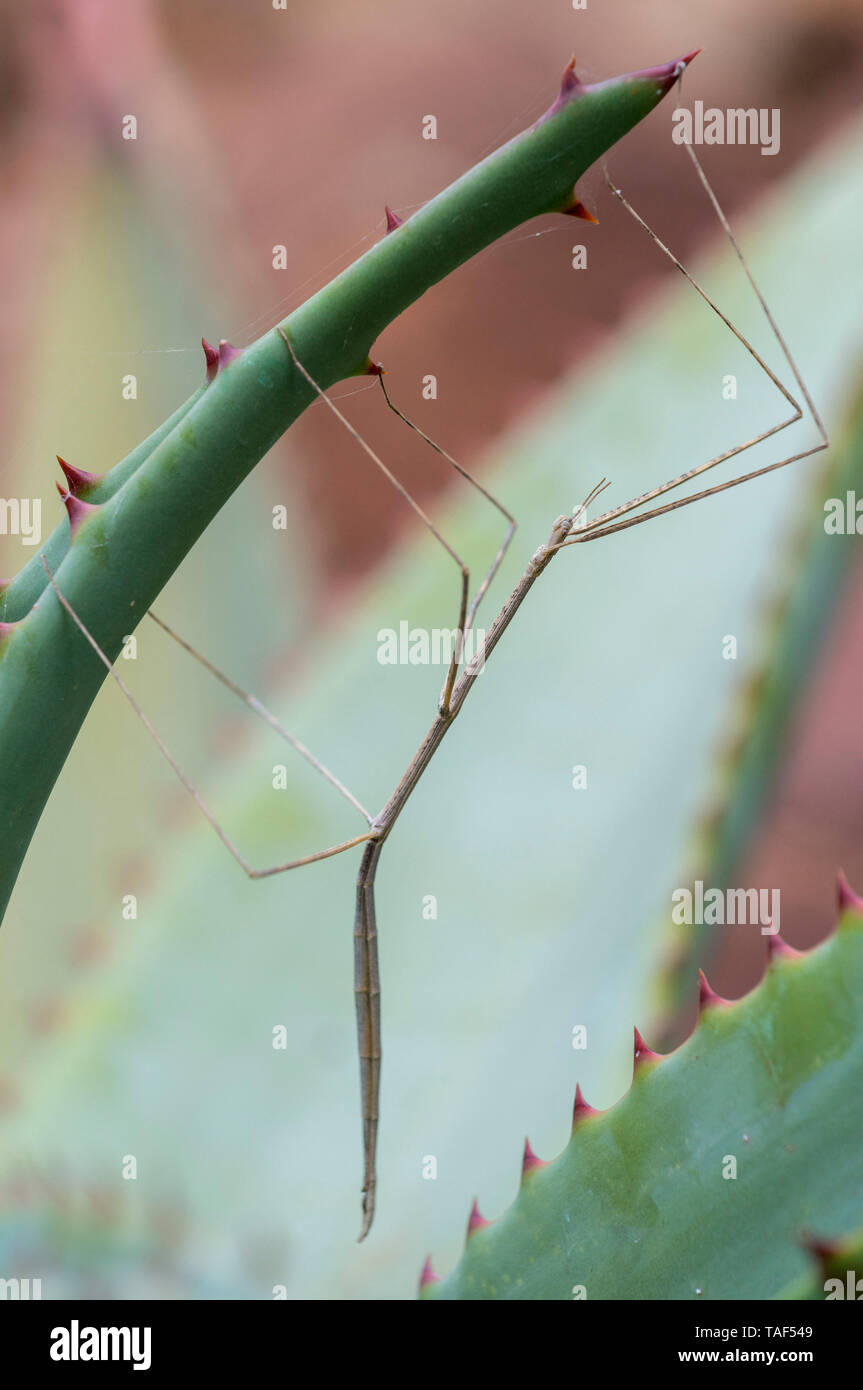 Spiney Stick Insect High Resolution Stock Photography and Images - Alamy