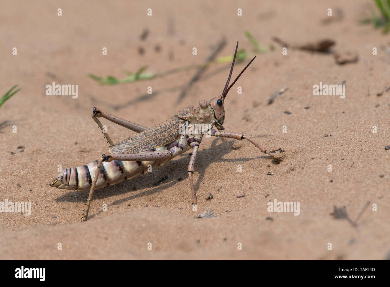 Milkwezed Locust (Phymateus leprosus), Santa-Lucia Peninsula, KwaZulu ...