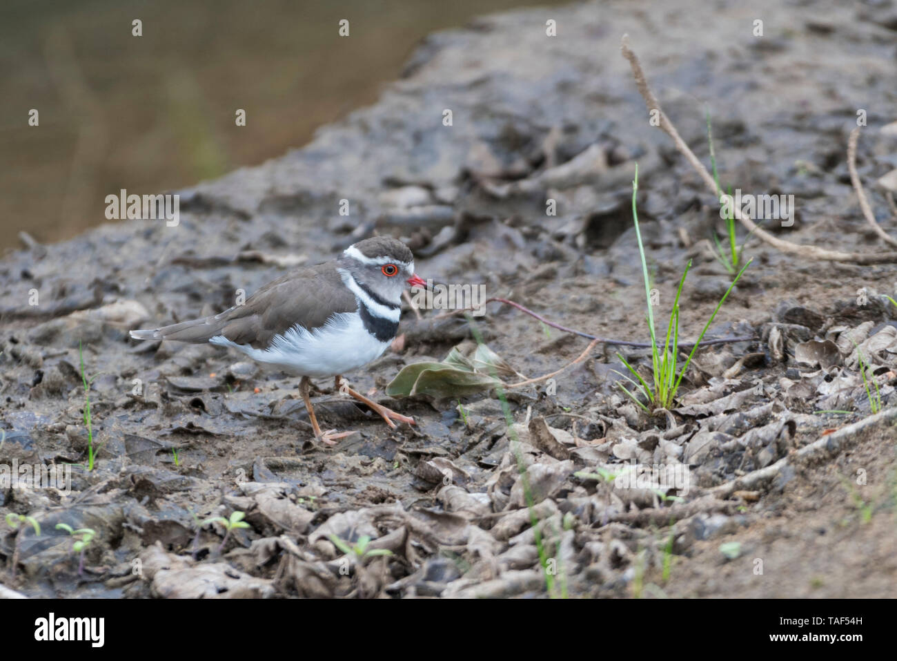 Three-banded Plover (Charadrius tricollaris) on ground, KwaZulu-Natal ...