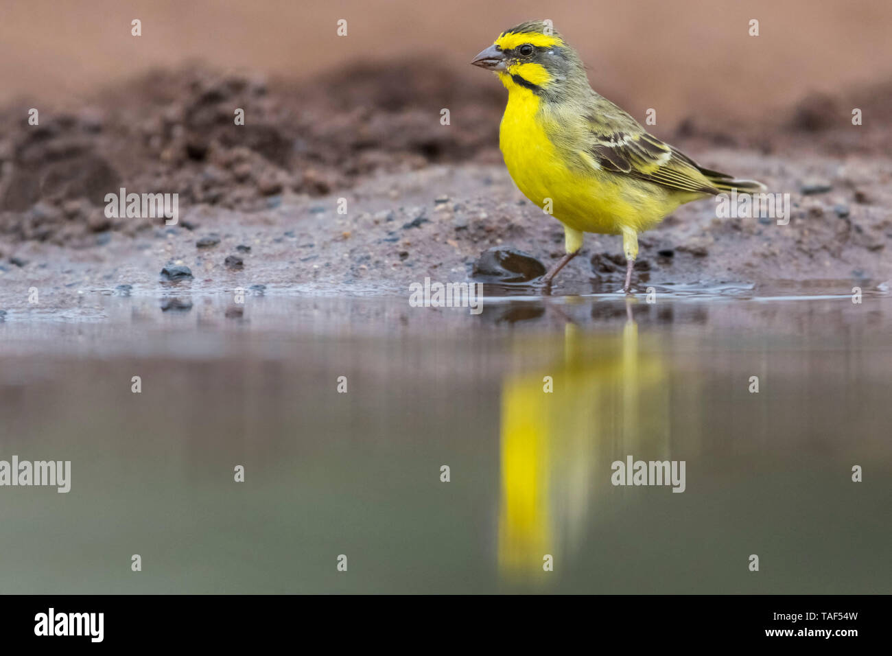 Yellow fronted canary serinus mozambicus hi-res stock photography and ...
