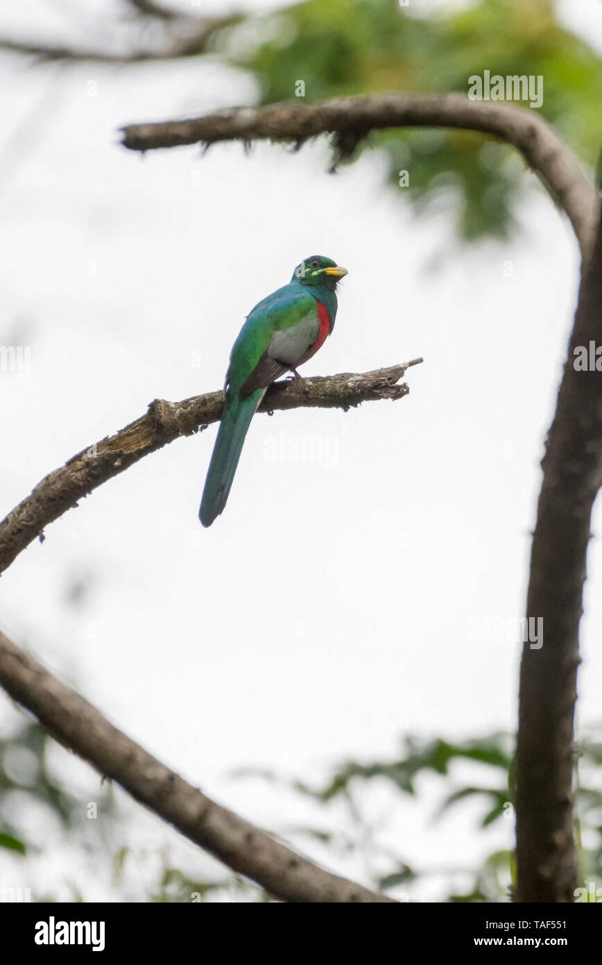 Narina hi-res stock photography and images - Alamy