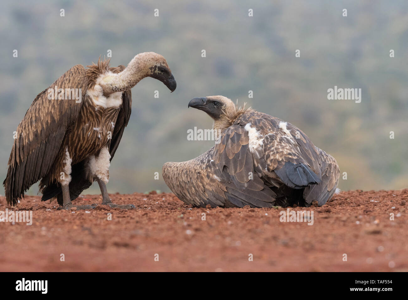 White-backed Vulture (Gyps africanus) at rest, KwaZulu-Natal, Afrique ...