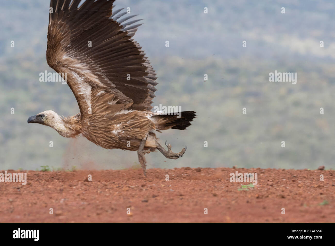 White-backed Vulture (Gyps africanus) flying away, KwaZulu-Natal ...