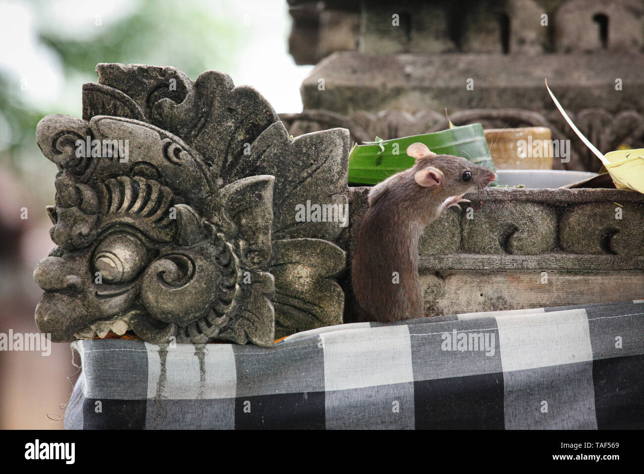 Stone face sculpture close-up in wall at Bali Indonesia Stock Photo - Alamy