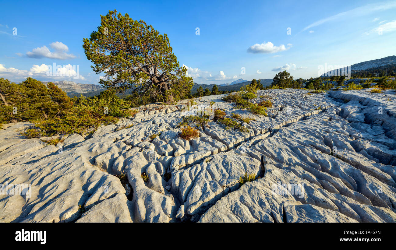 The lapiaz of Parmelan, superb and vast lapiaz of Urgonian limestones ...