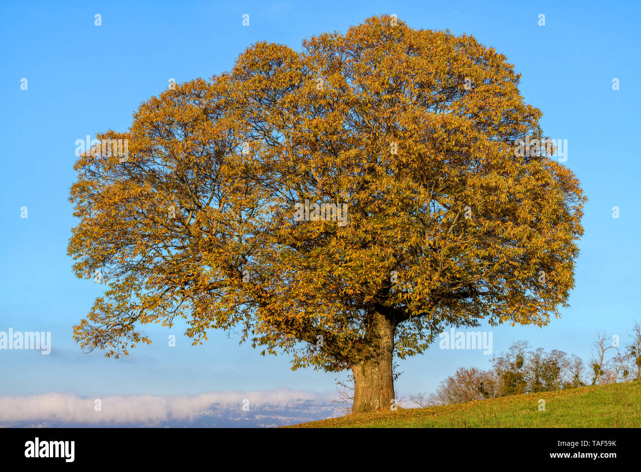 100 year old tree hi-res stock photography and images - Alamy