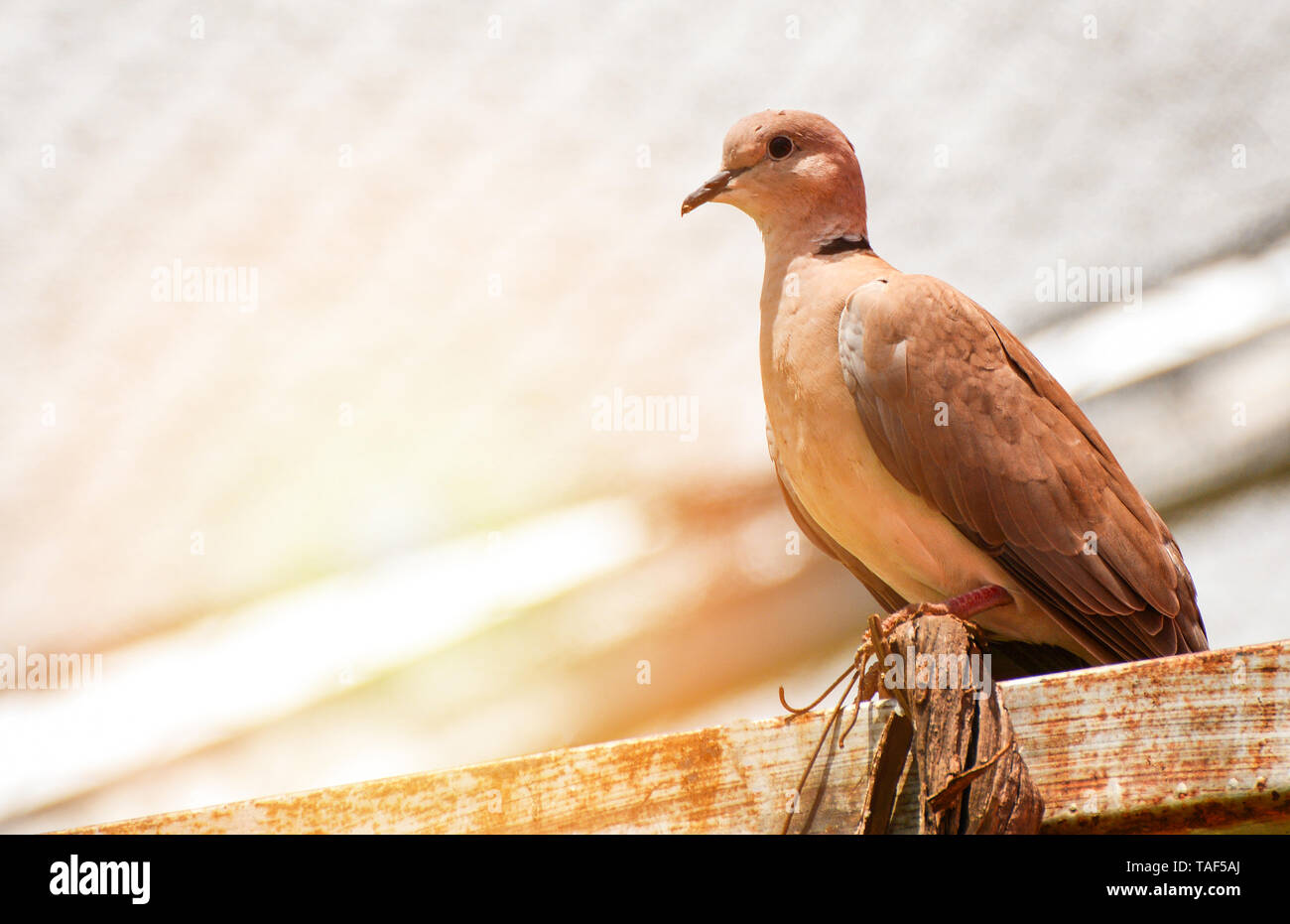 barbary dove bird pigeon on the roof - Columbidae Stock Photo - Alamy