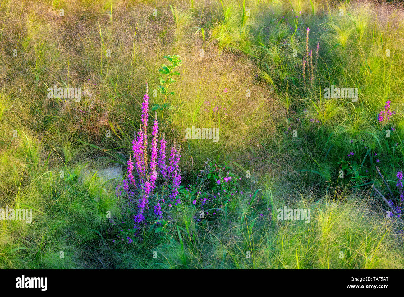 Switch grass panicum elegans hi-res stock photography and images - Alamy