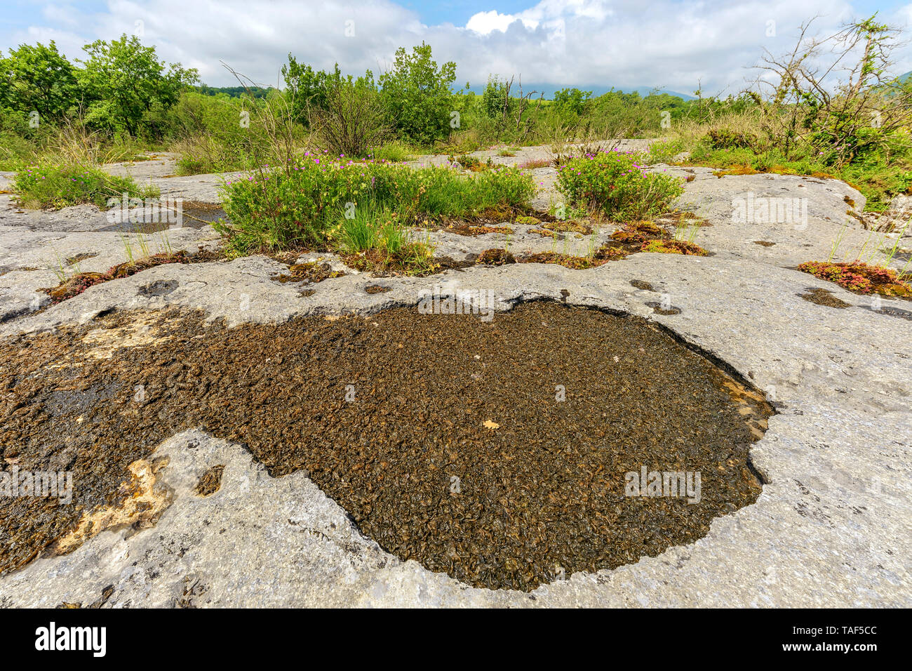 Nostocales hi-res stock photography and images - Alamy