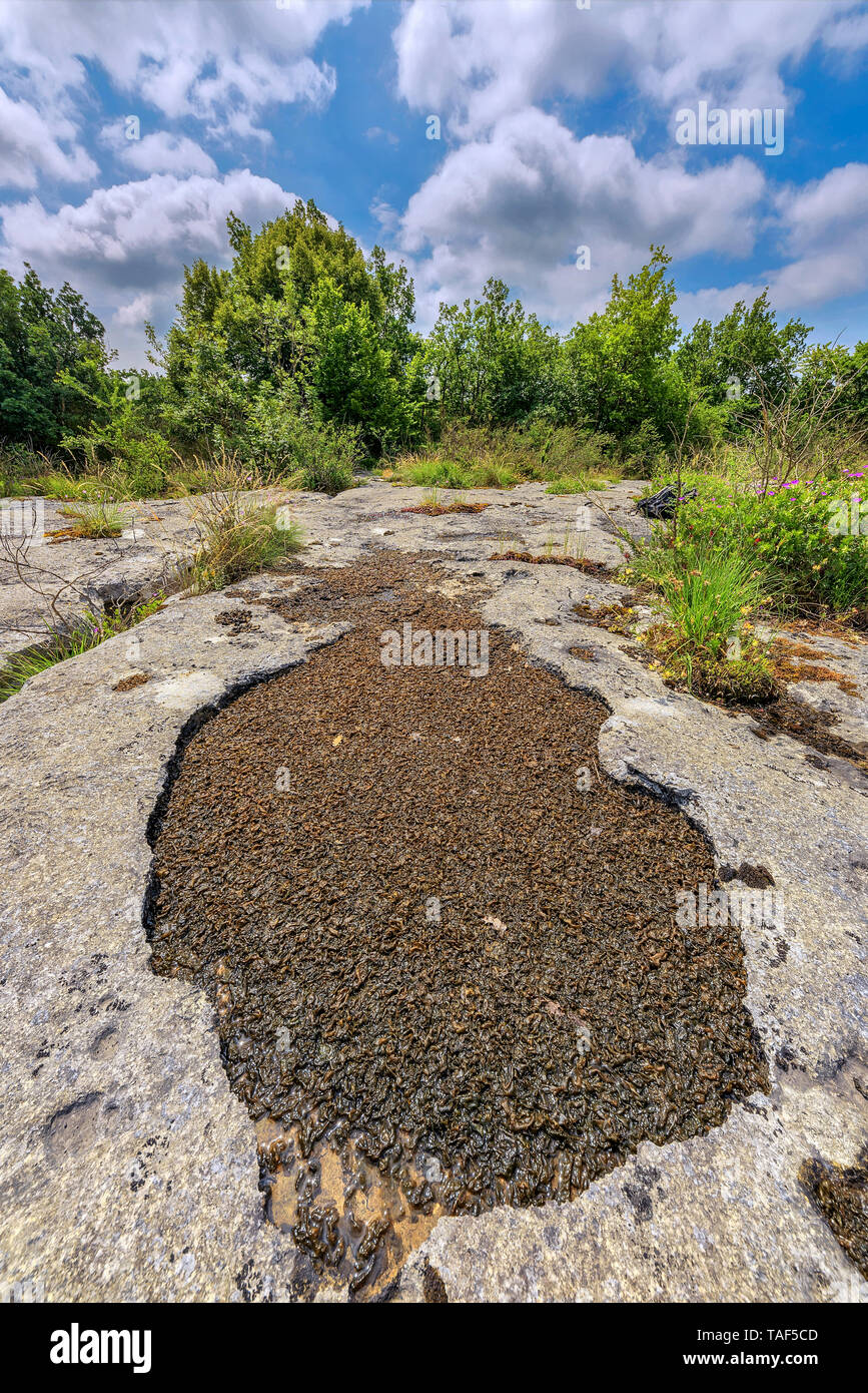 Oldest colony hi-res stock photography and images - Alamy