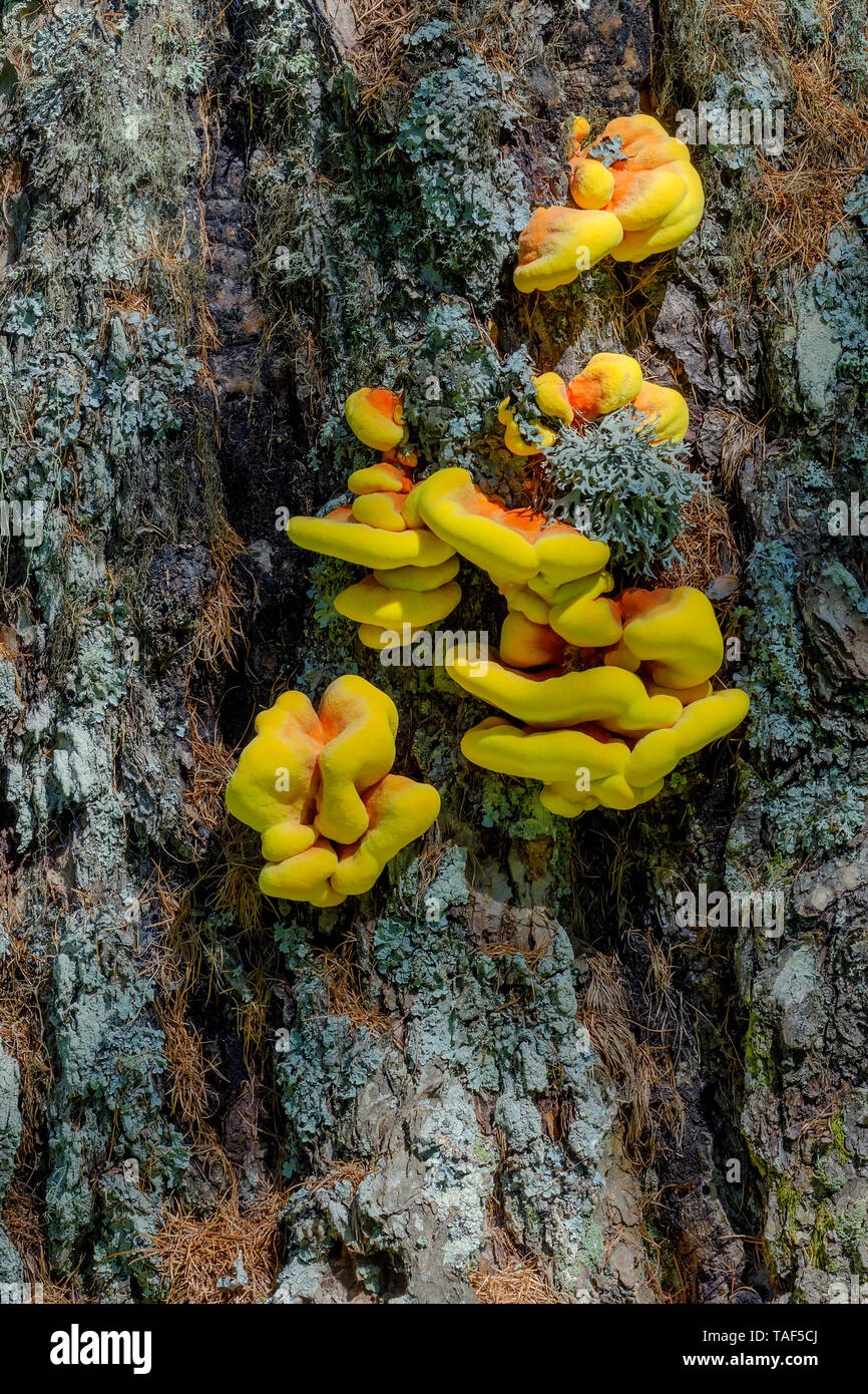 Chicken of the Woods (Laetiporus sulphureus) on a larch. Can reach up ...