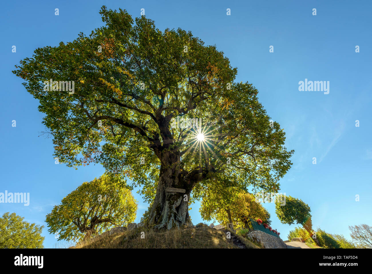 Nice lime tree hi-res stock photography and images - Alamy