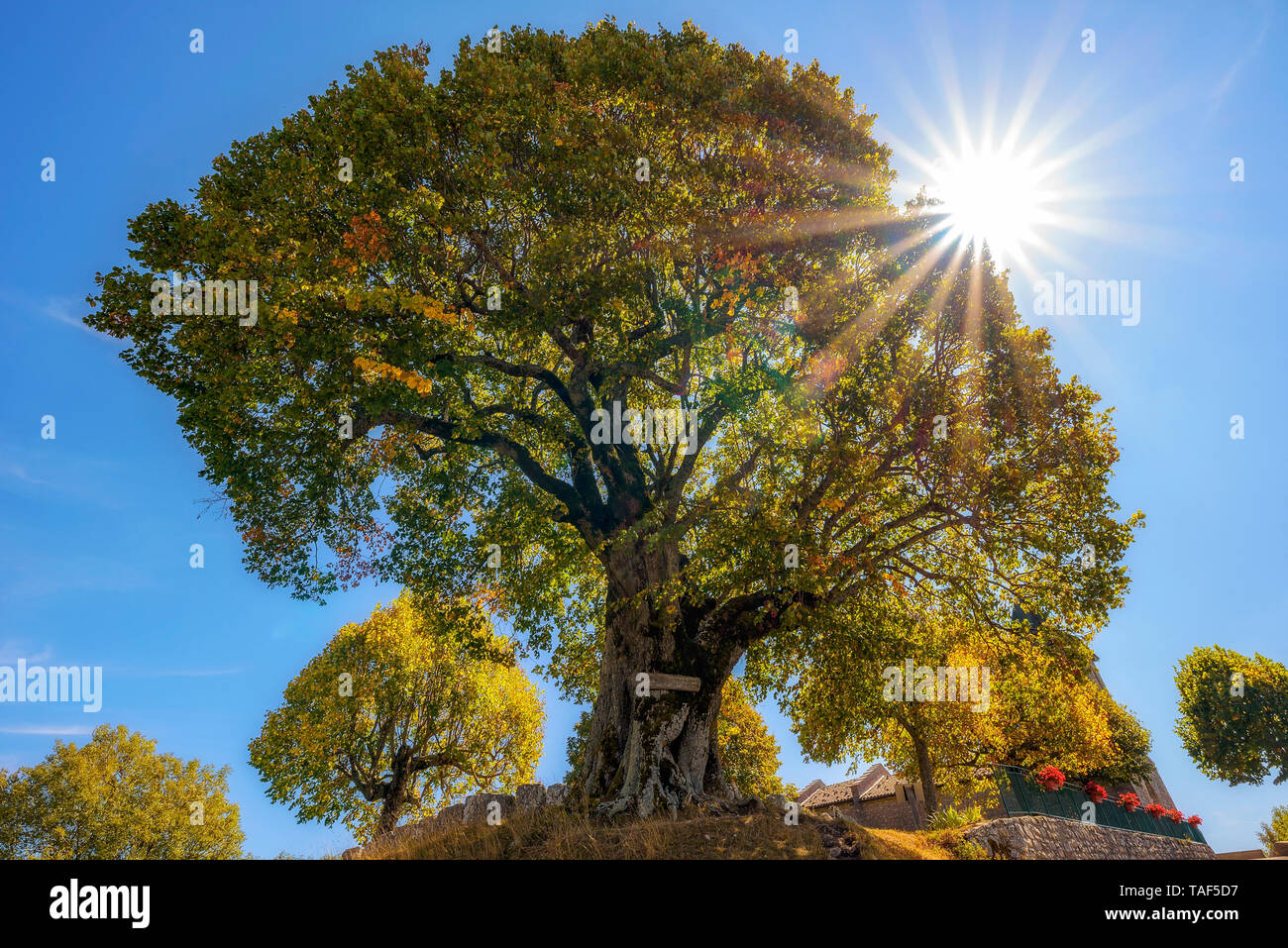 Sully lime tree of more than 400 years, planted in 1601, Lime tree in ...
