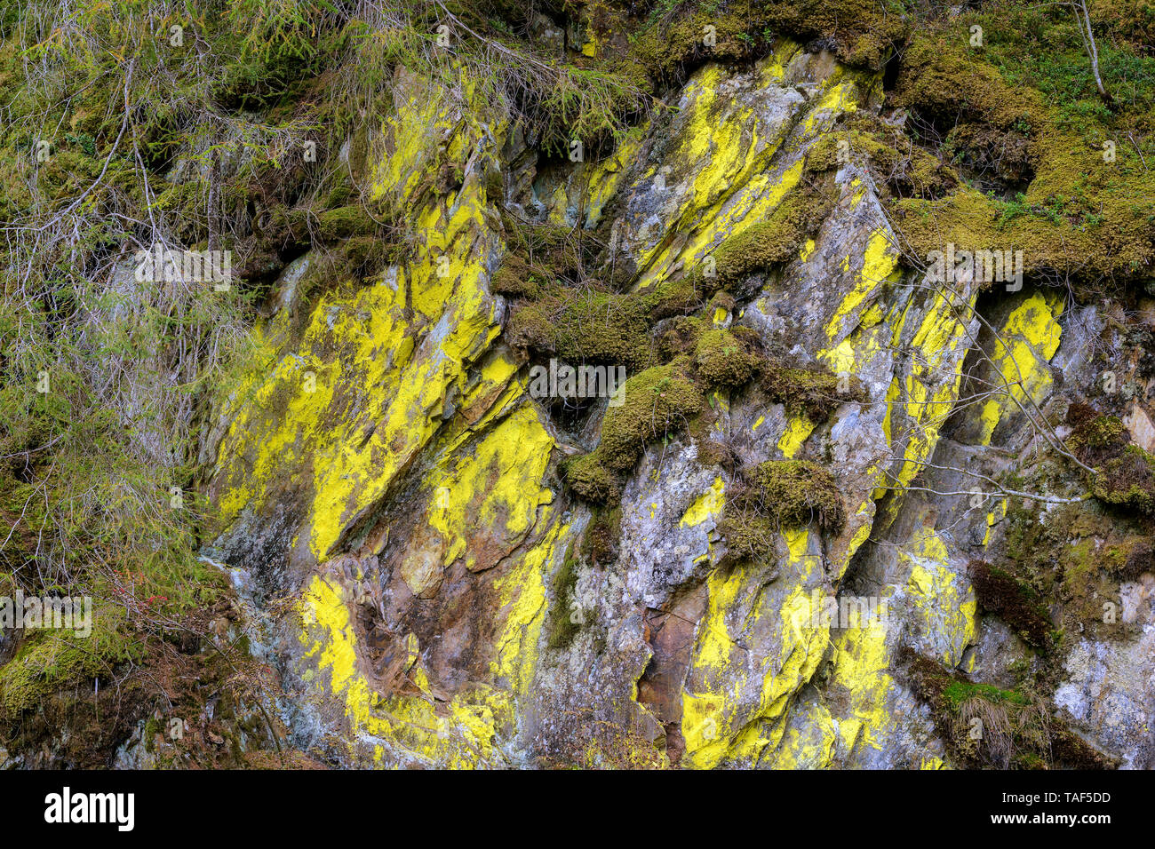 Moist rocks covered with a colony of seaweed (Trentepohlia aurea ...