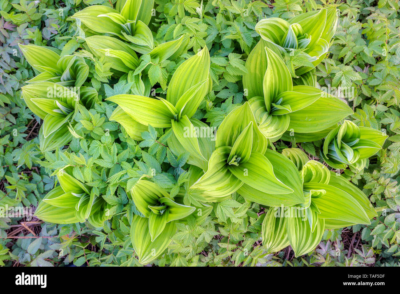 Leaves of False helleborine (Veratrum album) in the mountains. Toxic ...