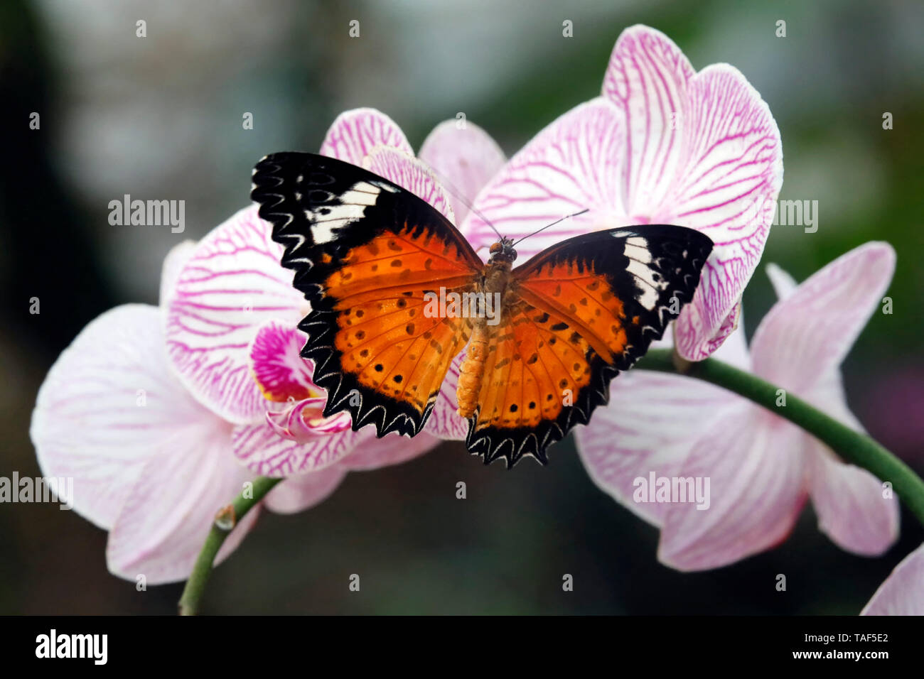 Leopard Lacewing (Cethosia cyane) female open wings on a Orchid flower ...