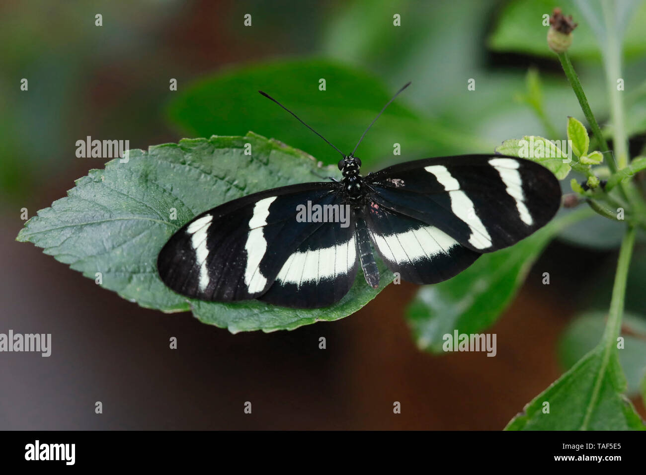 Heliconius Butterfly (Heliconius hewitsoni) open wings on a leaf ...
