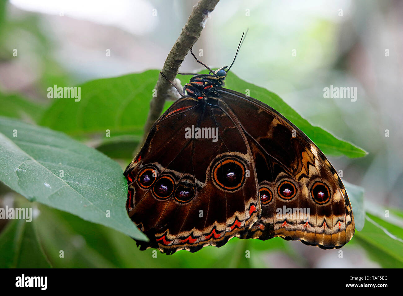 Blue morpho (Morpho peleides) closed wings on a leaf, Greenhouse of the ...