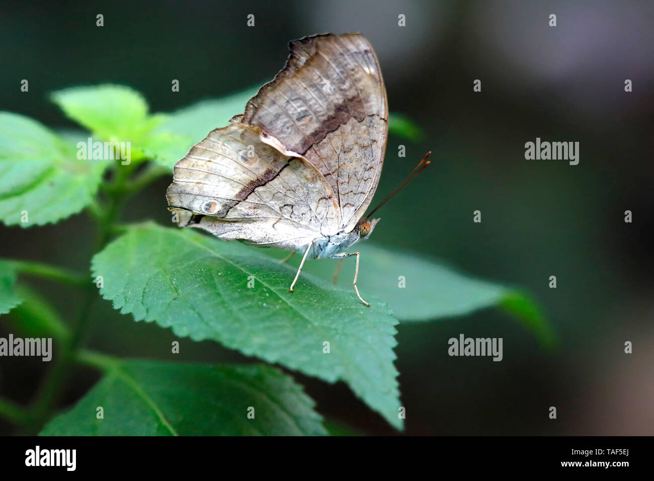 Grey pansy side view hi-res stock photography and images - Alamy