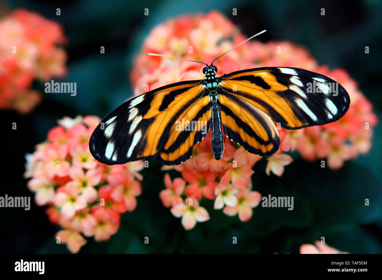 Ismenius tiger (Heliconius ismenius) open wings on flowers, Greenhouse ...