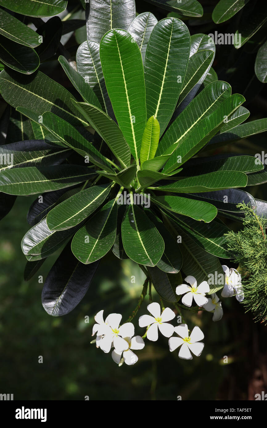Plumeria flower blooming in Bali Indonesia Stock Photo - Alamy