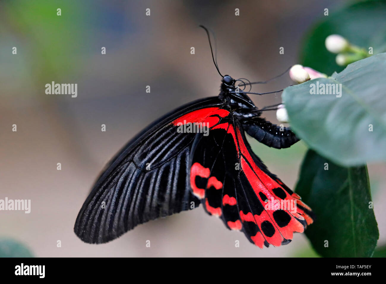 Scarlet Mormon (Papilio rumanzovia) male closed wings on a flower ...