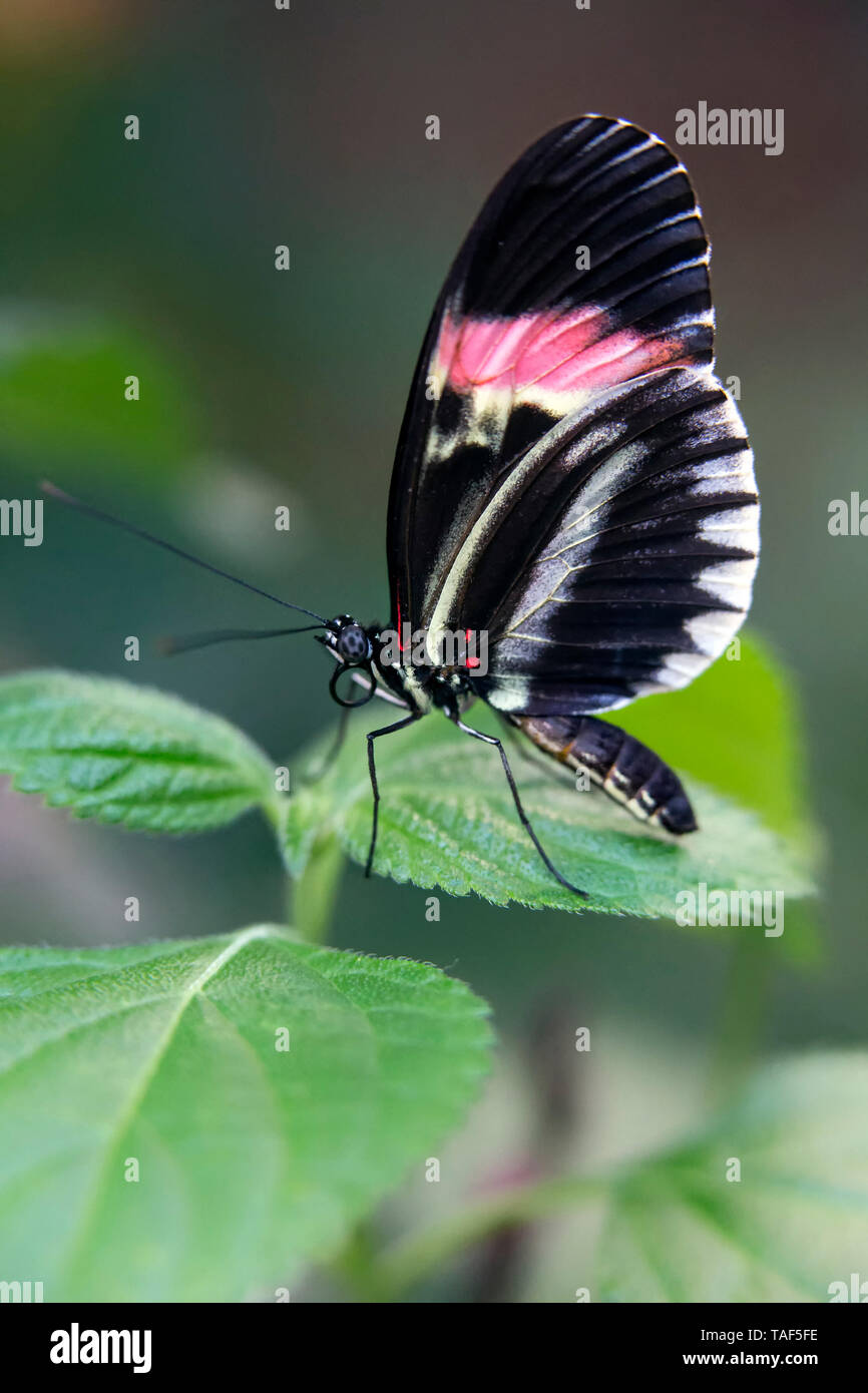 Blue heliconius butterfly hi-res stock photography and images - Alamy