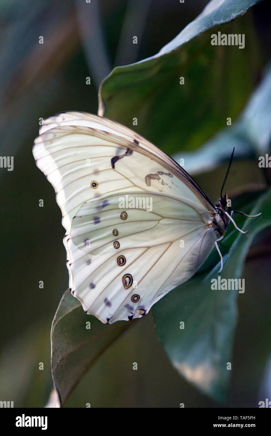 White Morpho (Morpho polyphemus) closed wings on a leaf, Greenhouse of ...