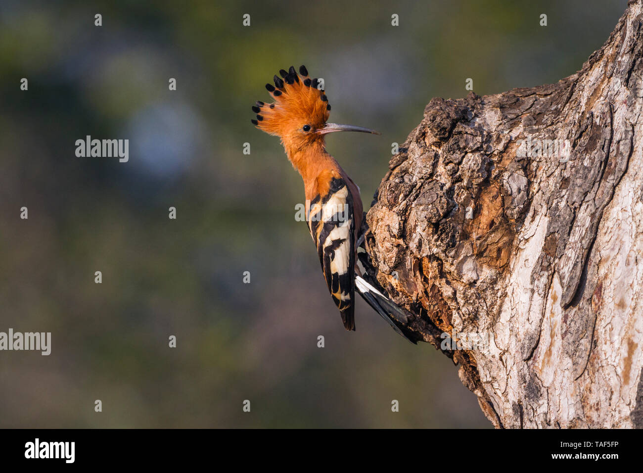 African hoopoe (Upupa africana) at nest in Kruger National park, South ...