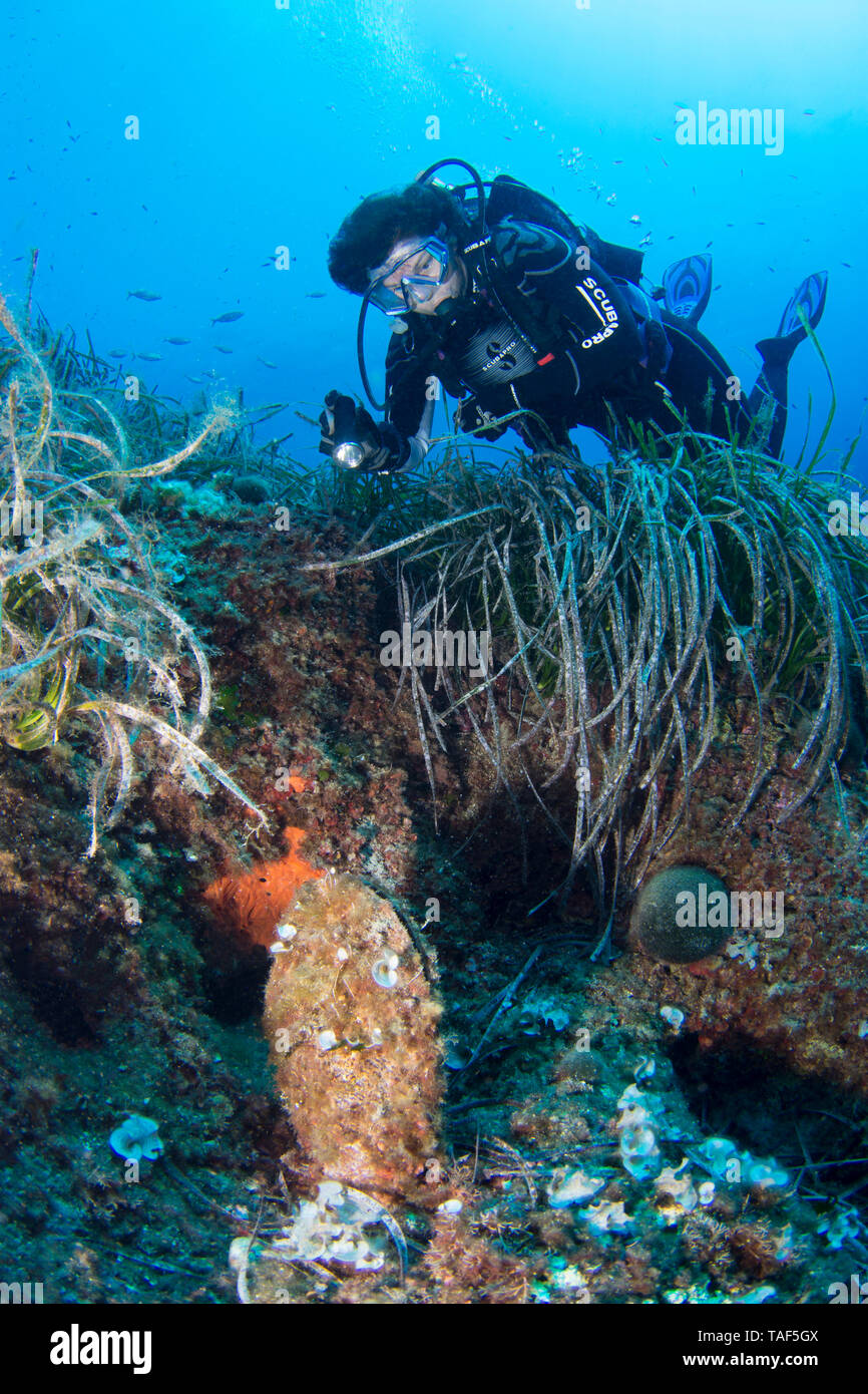 Fan mussel and diver, Mediterranean Sea.Noble Pen Shell (Pinna nobilis ...