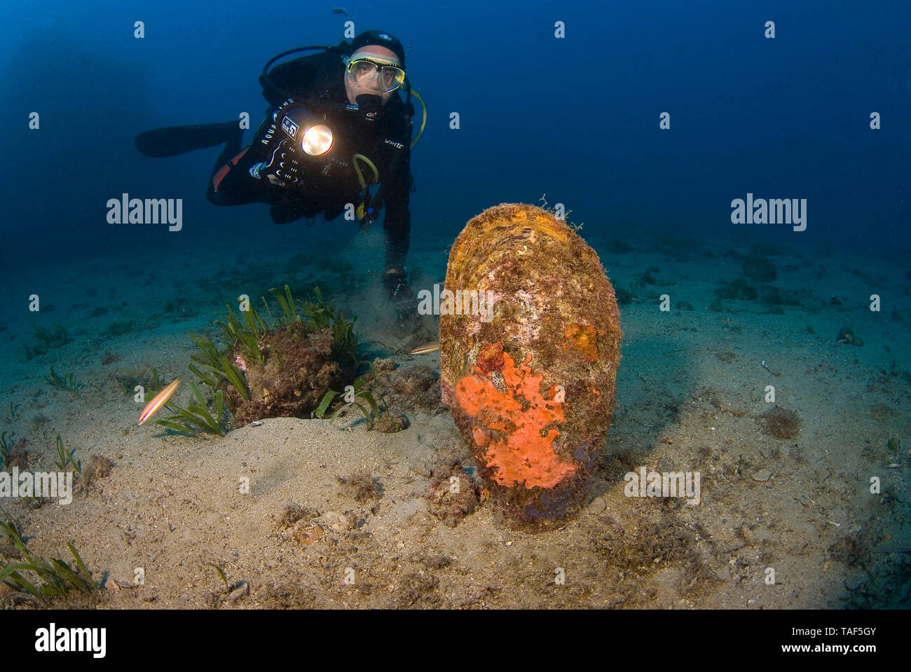 Fan mussel and diver, Mediterranean Sea.Noble Pen Shell (Pinna nobilis ...