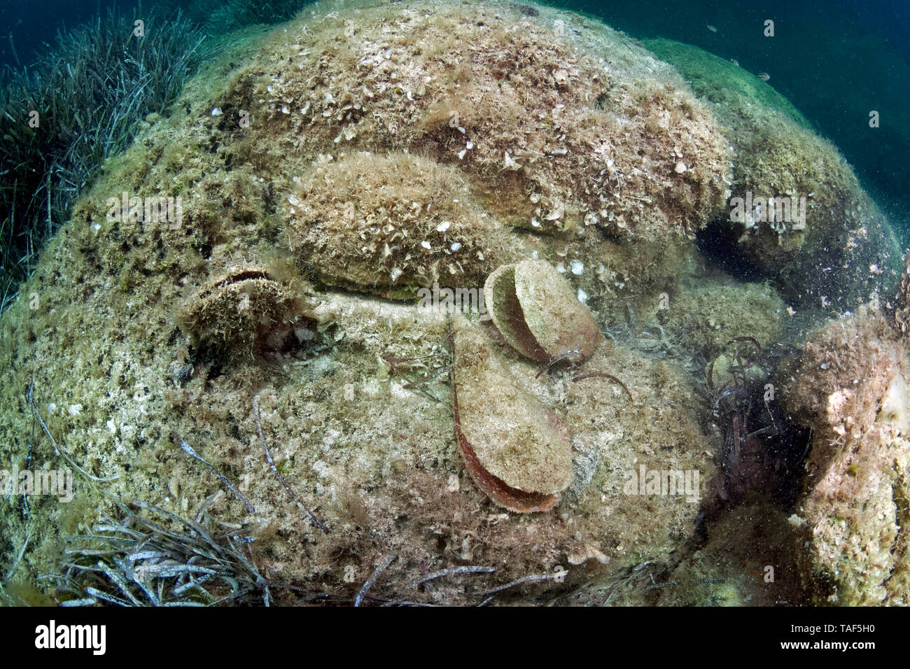 Dead fan mussel, Mediterranean Sea. Massive mortality of Noble Pen ...