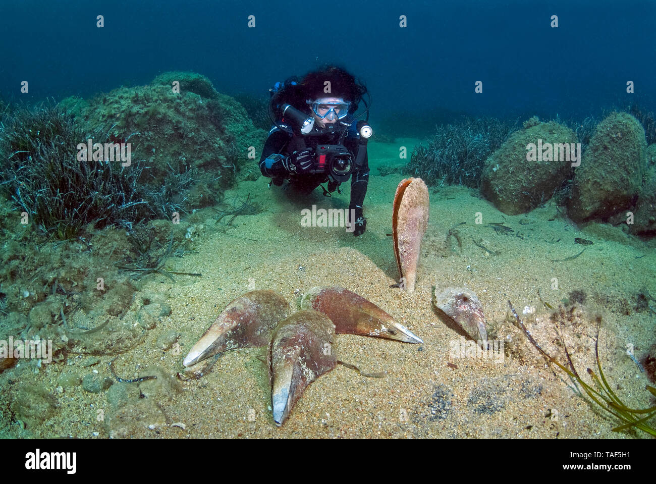 Dead fan mussel and diver, Mediterranean Sea. Massive mortality of ...