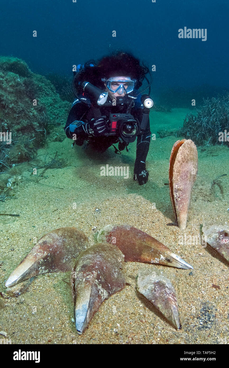 Dead fan mussel and diver, Mediterranean Sea. Massive mortality of ...