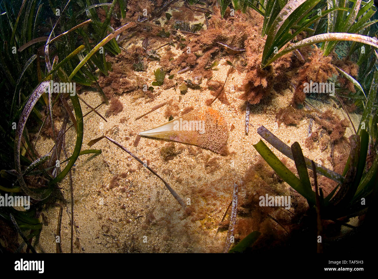 Pinnidae sp hi-res stock photography and images - Alamy