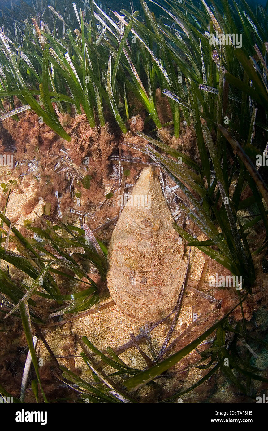 Dead fan mussel in a seagrass, Mediterranean Sea. Massive mortality of ...