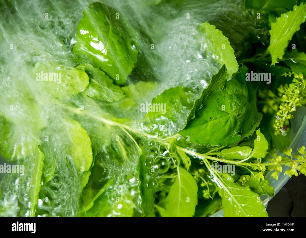 Washing basil hi-res stock photography and images - Alamy