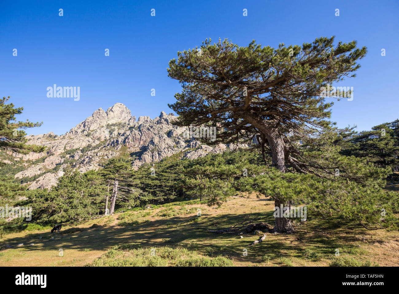 Bavella Needles High Resolution Stock Photography and Images - Alamy