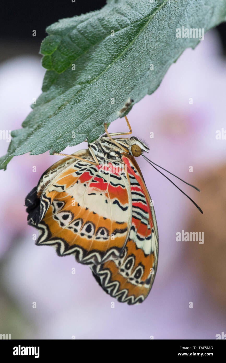 Leopard Lacewing (Cethosia cyane) on a leaf, Greenhouse of the ...