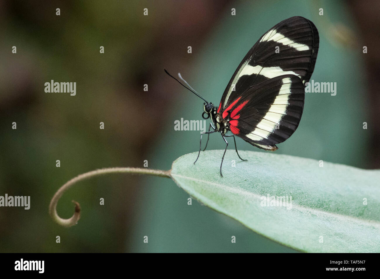 Heliconius Butterfly (Heliconius hewitsoni) on a leaf, Greenhouse of ...