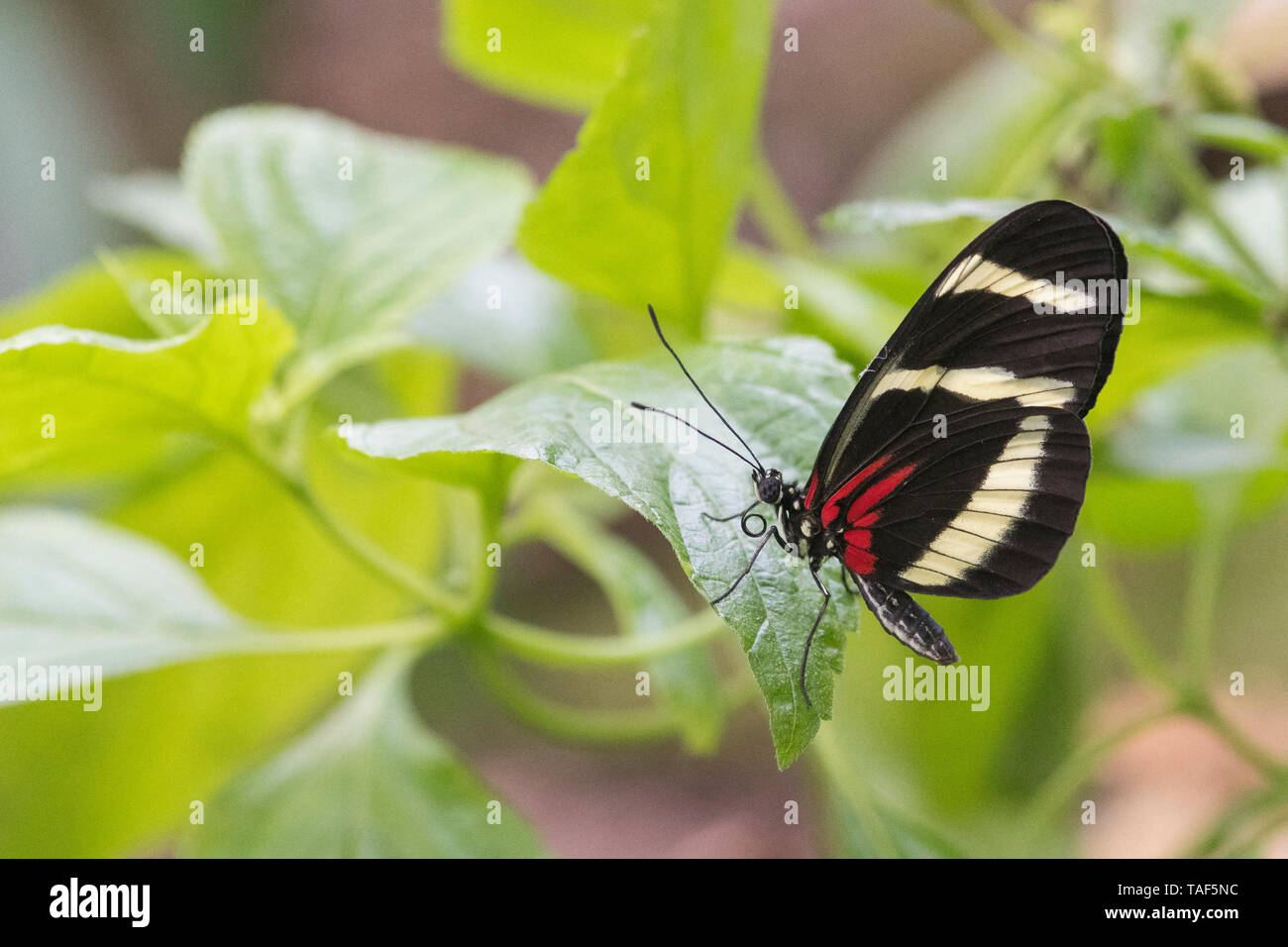Heliconius Butterfly (Heliconius hewitsoni) on a leaf, Greenhouse of ...