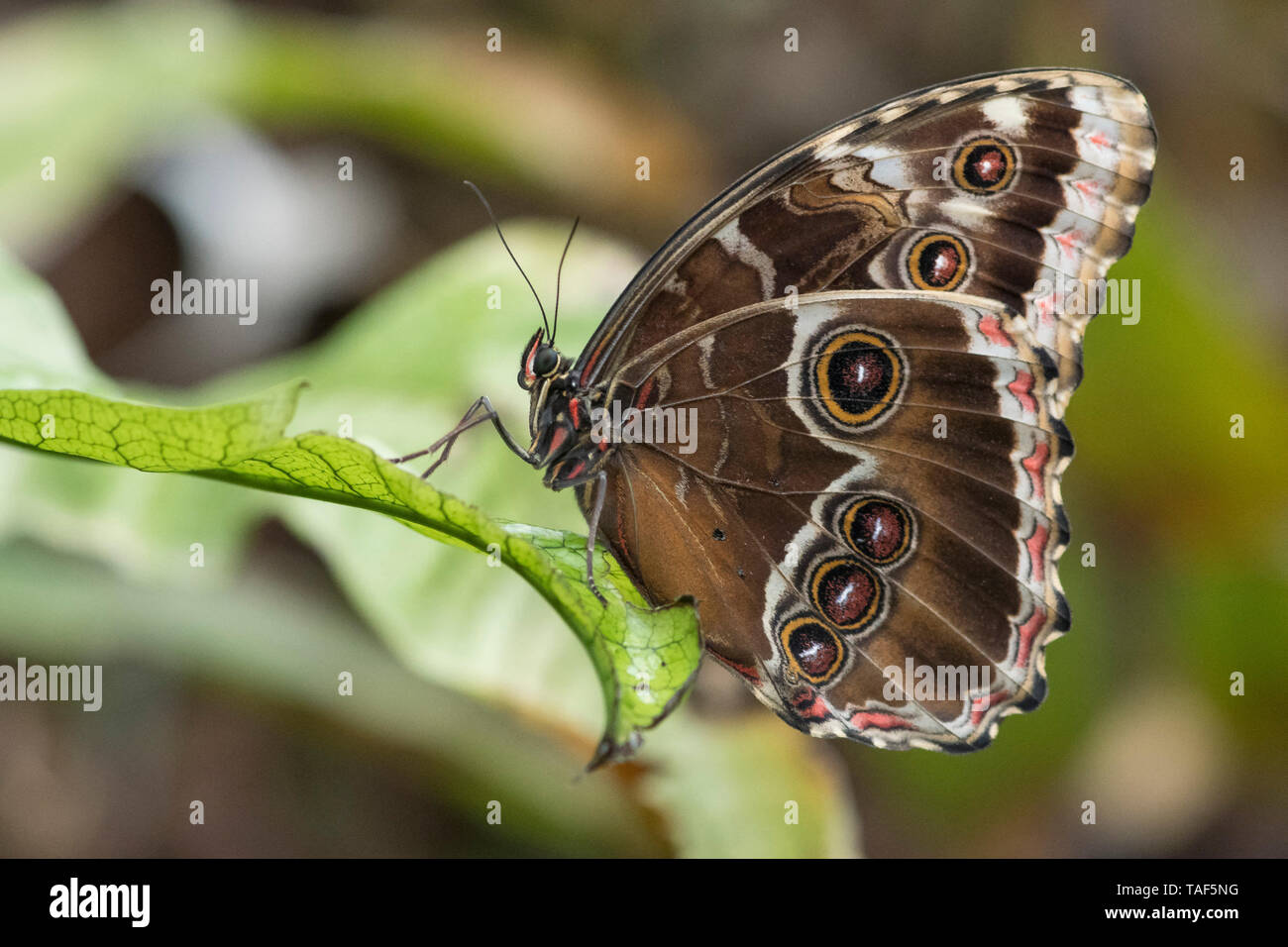 Blue morpho (Morpho peleides) on a leaf, Greenhouse of the botanical ...
