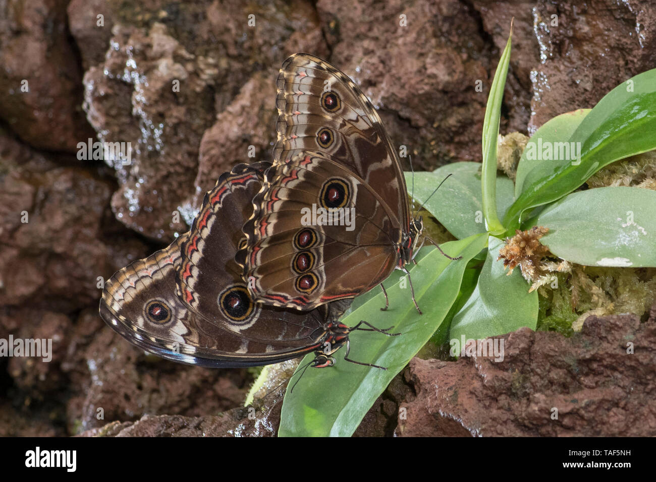 Blue morpho (Morpho peleides) mating on a leaf, Greenhouse of the ...