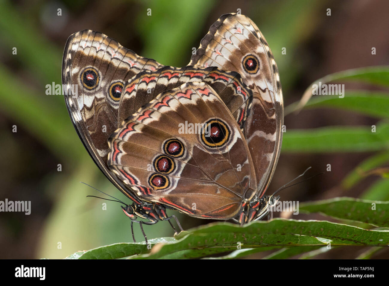 Blue morpho (Morpho peleides) mating on a leaf, Greenhouse of the ...