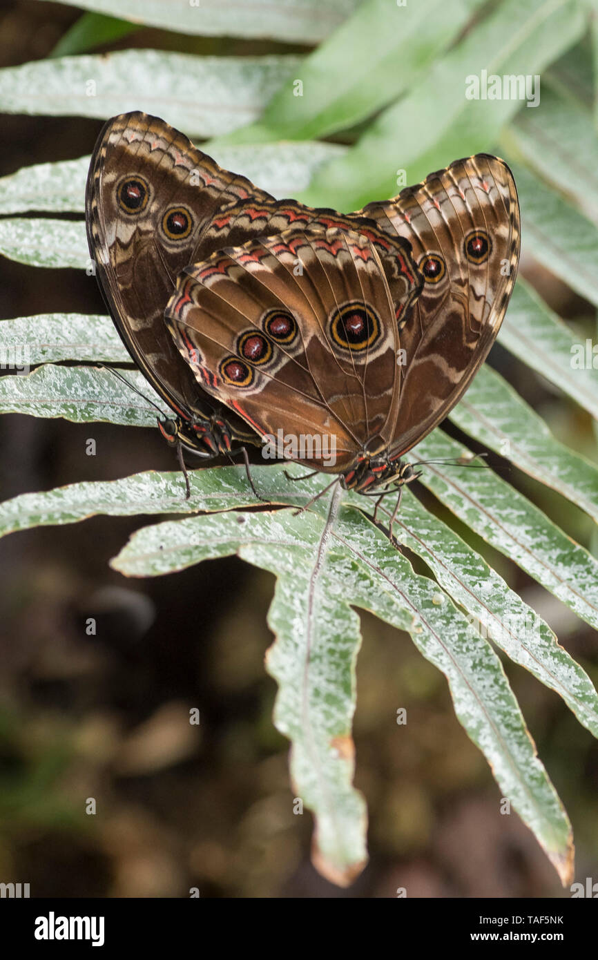 Blue morpho (Morpho peleides) mating on a leaf, Greenhouse of the ...