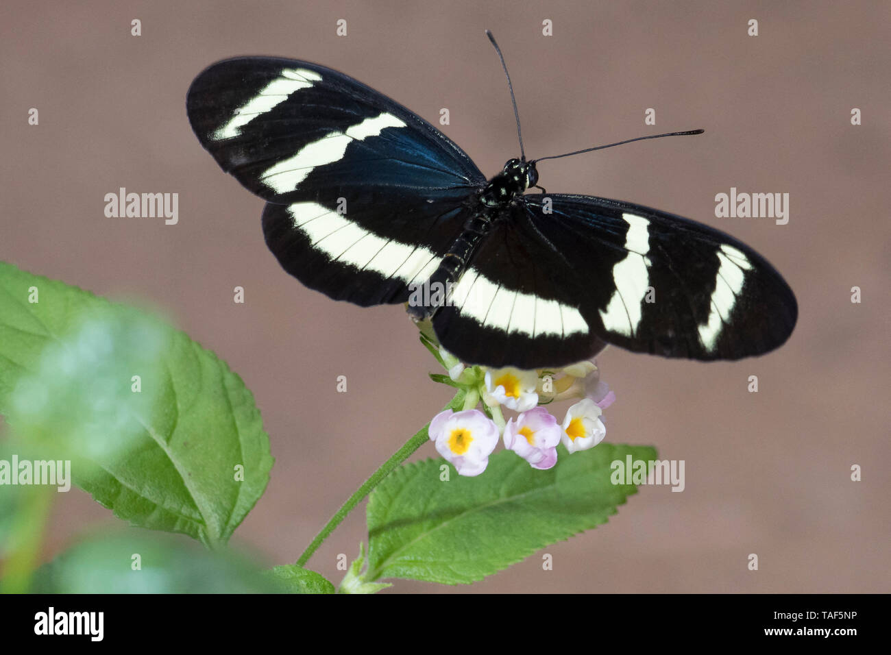 Heliconius Butterfly (Heliconius hewitsoni) on flowers, Greenhouse of ...