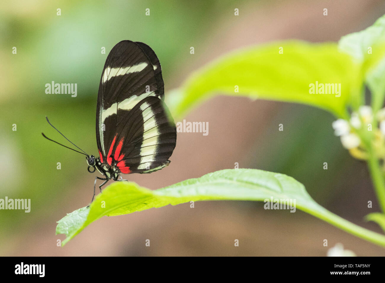 Heliconius Butterfly (Heliconius hewitsoni) on a leaf, Greenhouse of ...