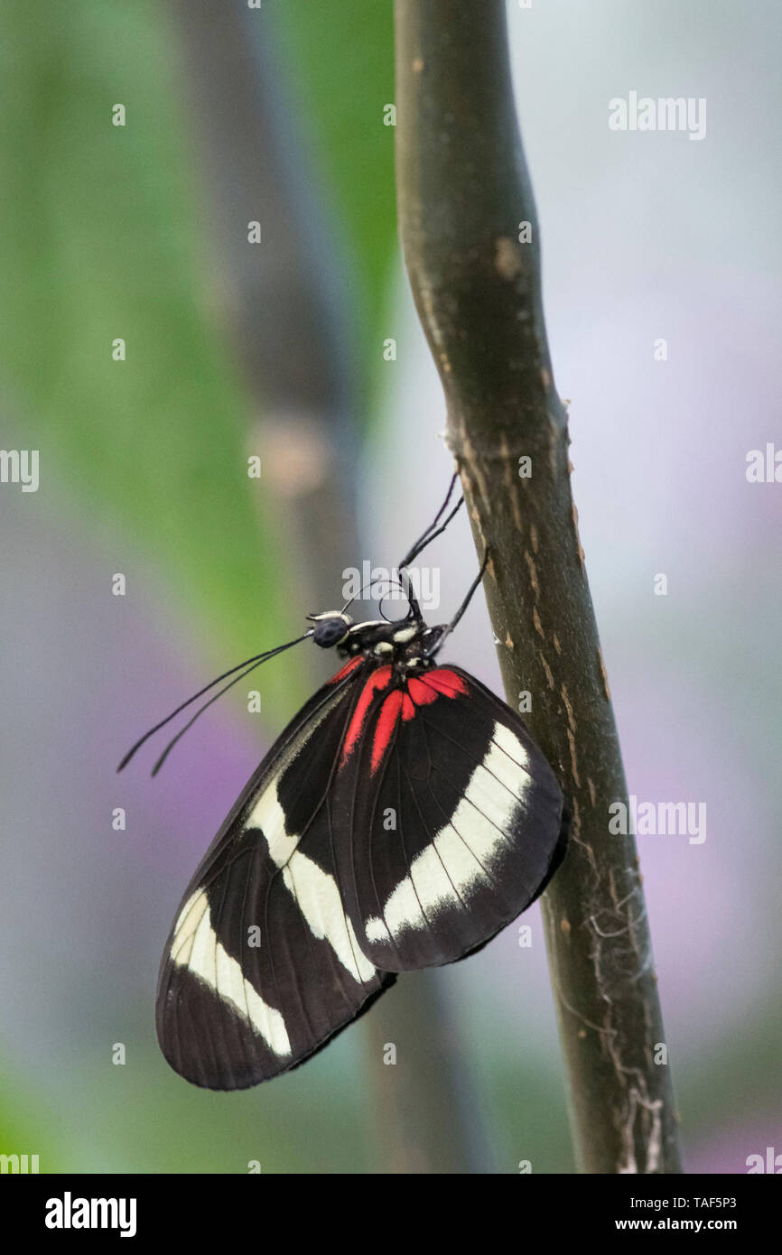 Heliconius Butterfly (Heliconius hewitsoni) on a leaf, Greenhouse of ...