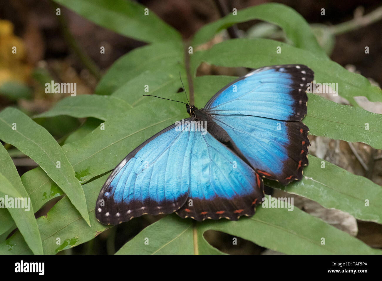 Blue morpho (Morpho peleides) on a leaf, Greenhouse of the botanical ...