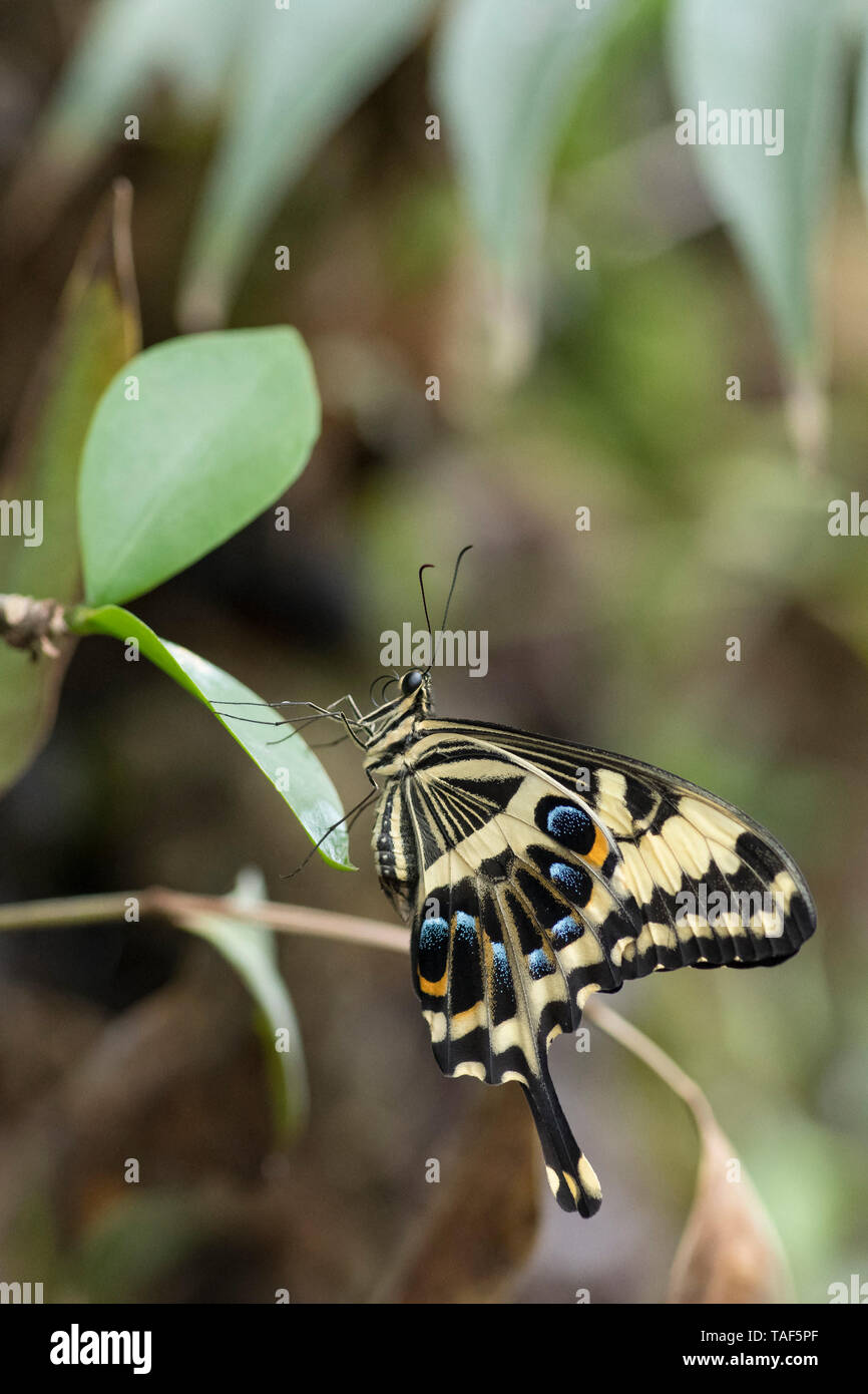Emperor Swallowtail High Resolution Stock Photography and Images - Alamy